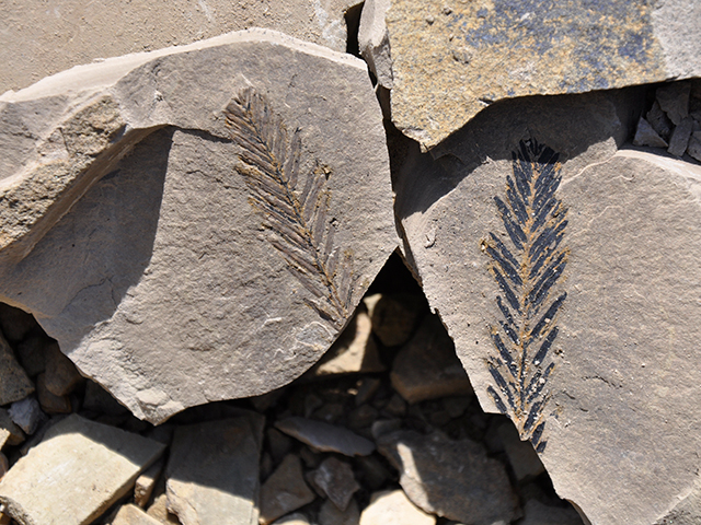 Best Places to Visit in Washington State | Stonerose Interpretive Center