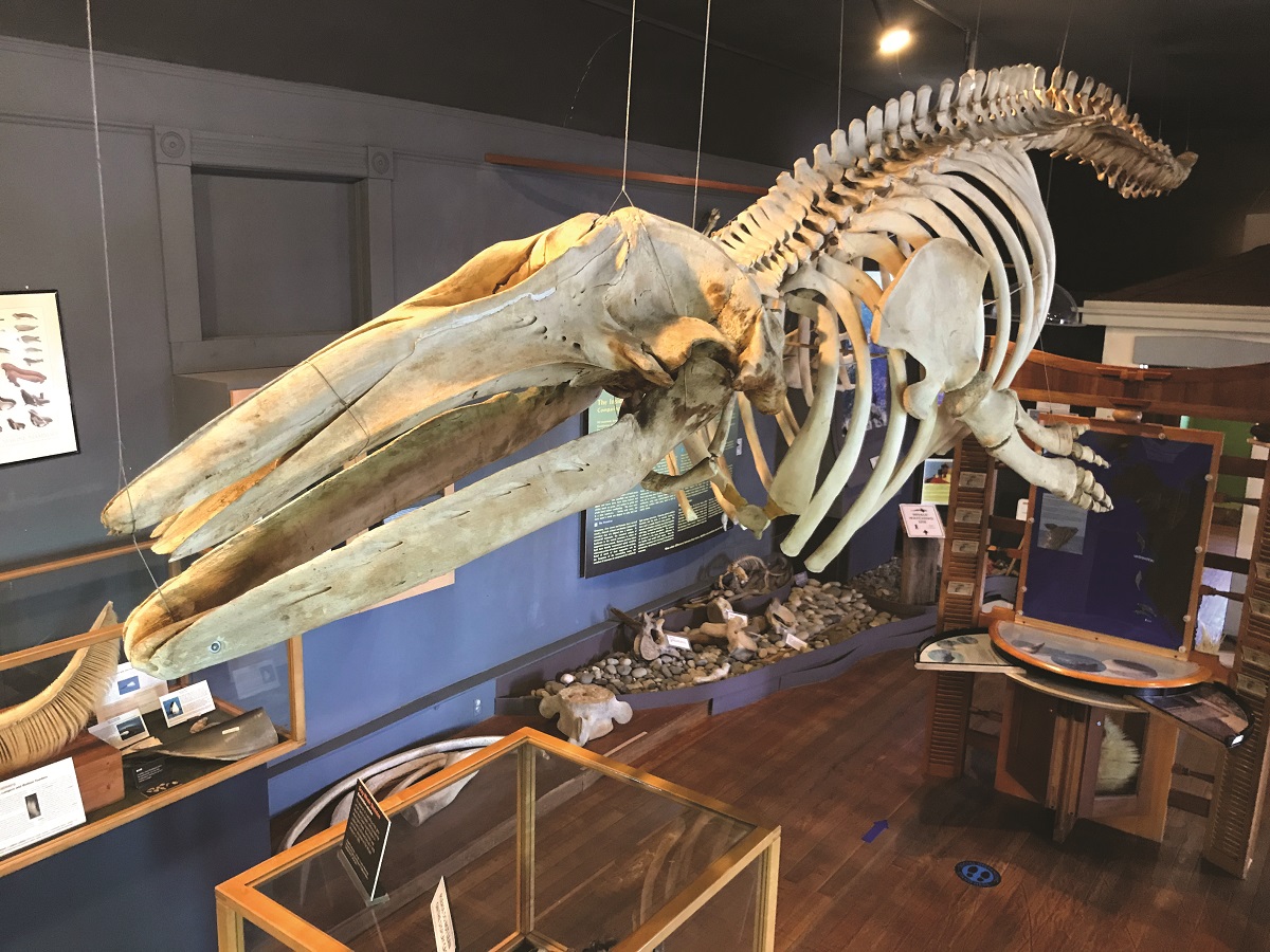 Friday Harbor Whale Museum